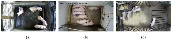A Long-Term Video Tracking Method for Group-Housed Pigs