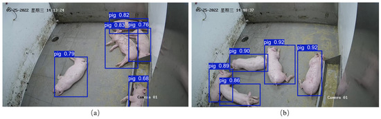 A Long-Term Video Tracking Method for Group-Housed Pigs