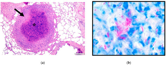 Mycobacterium kansasii Infection in a Farmed White-Tailed Deer ...