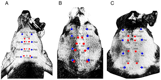 Canine Electroencephalography Electrode Positioning Using a ...
