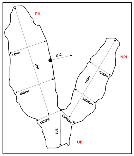 Animals | Free Full-Text | On-field Gross Morphology Evaluation of ...