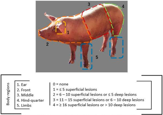 Implications of Lairage and Environmental Enrichment on Behavioral ...