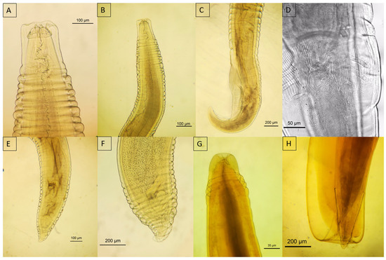 Gastrointestinal Helminths in Wild Felids in the Cerrado and Pantanal ...
