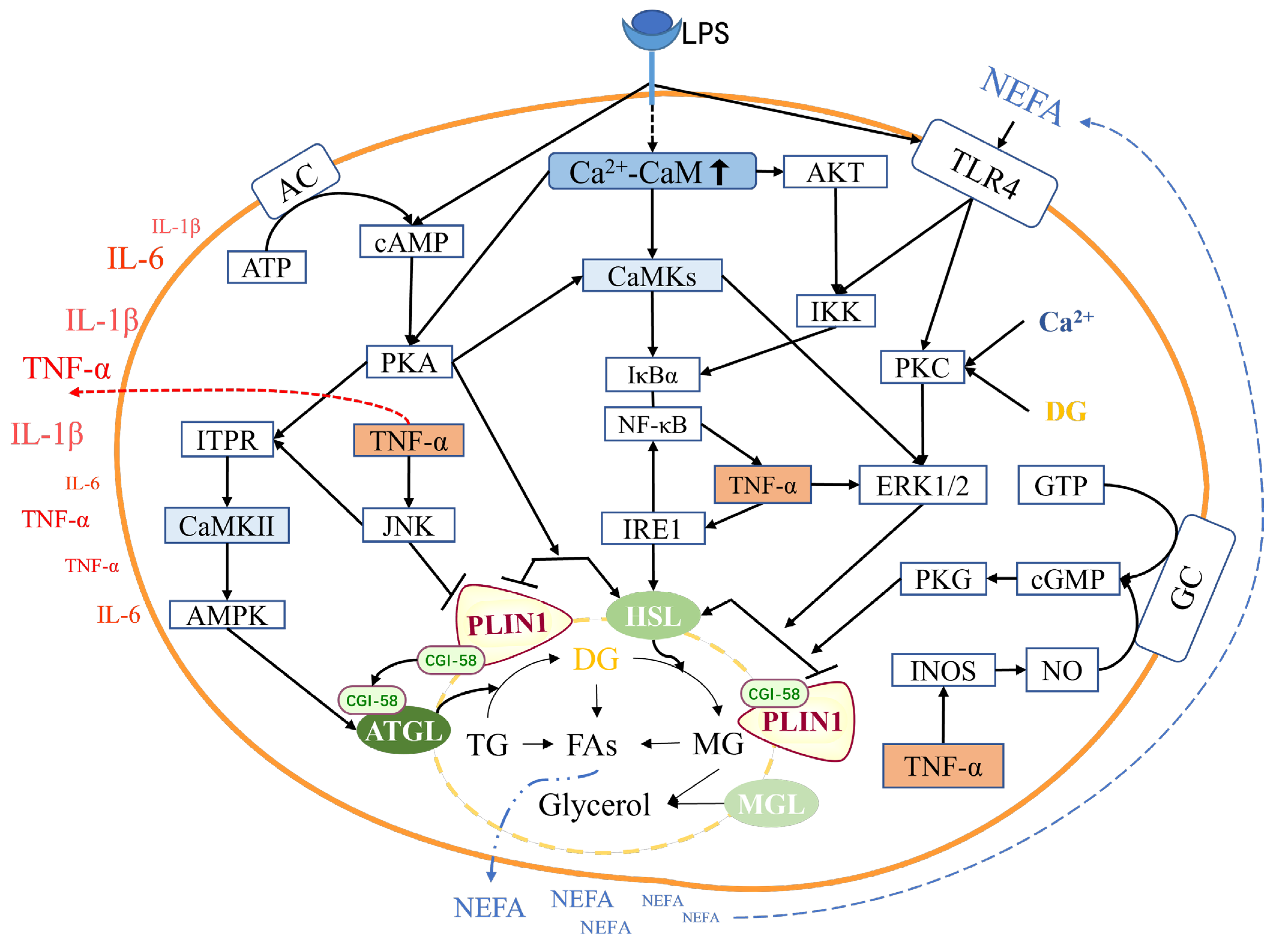 Calmodulin Contributes to Lipolysis and Inflammatory Responses in ...