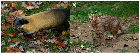 Analysis of Priority Conservation Areas Using Habitat Quality Models ...