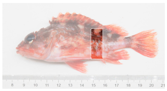 Disparities in Body Color Adaptability and Ambient Light Color ...