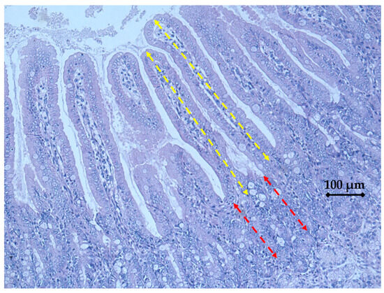 Effect of a Multi-Species Direct-Fed Microbial on Growth Performance ...