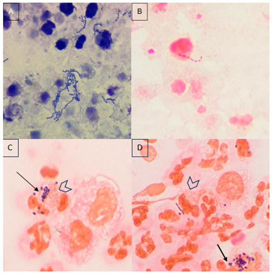 Diagnosis of Septic Body Cavity Effusion in Dogs and Cats: Cytology vs ...