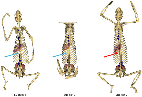 Evolutionary Specializations in the Venous Anatomy of the Two-Toed ...