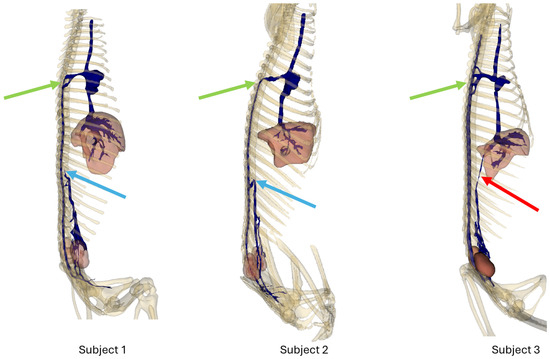 Evolutionary Specializations in the Venous Anatomy of the Two-Toed ...