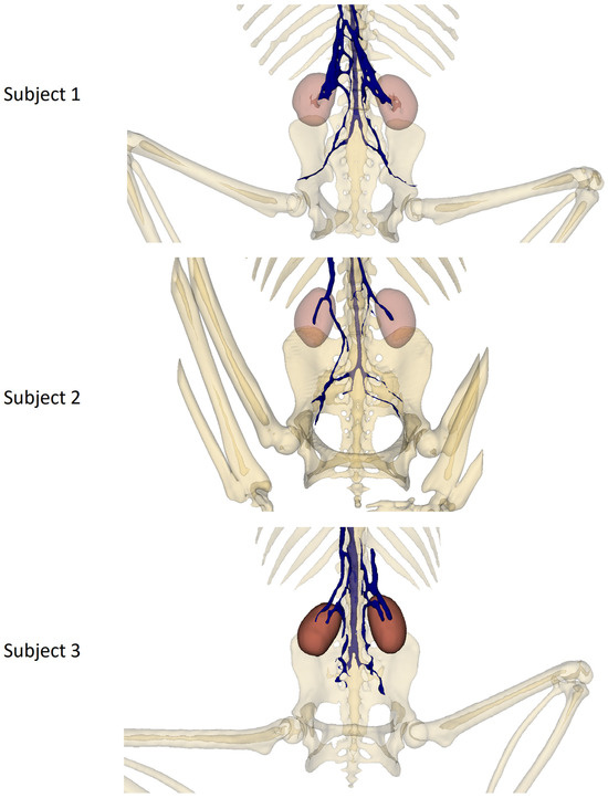 Animals | Free Full-Text | Evolutionary Specializations in the Venous ...