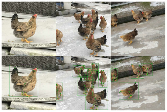 MCP: Multi-Chicken Pose Estimation Based on Transfer Learning
