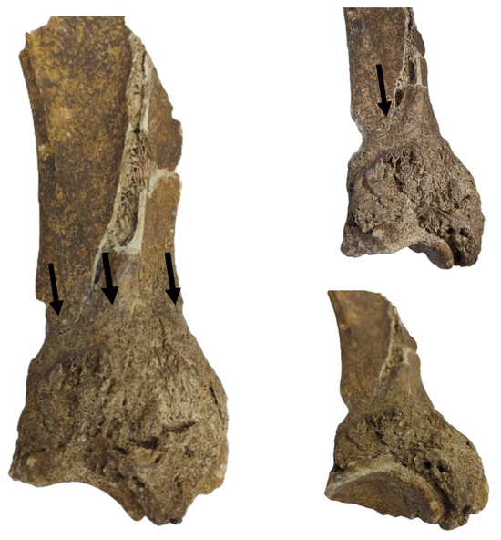 A Paleopathological Find on a La Tène Horse Skeleton Discovered in ...