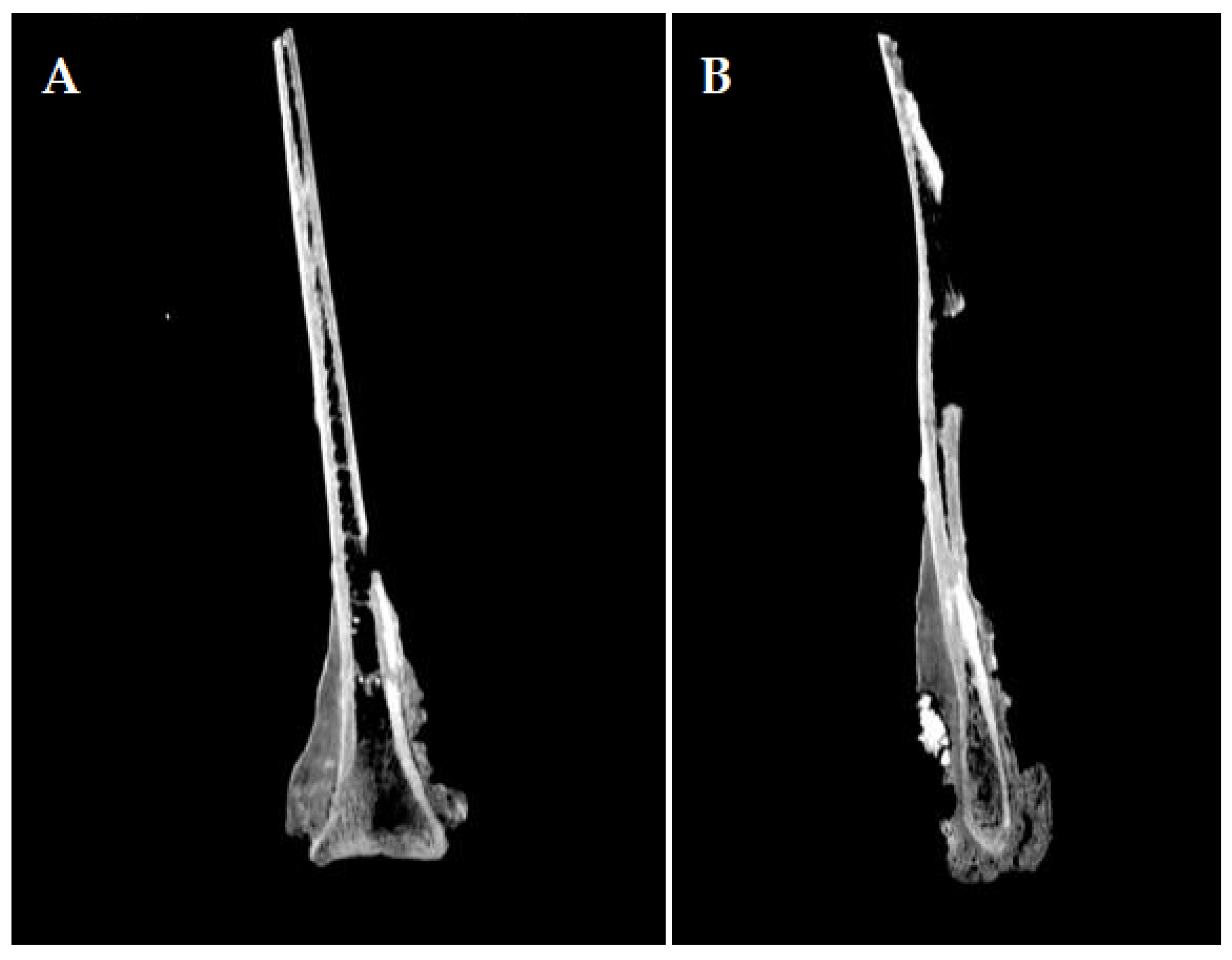 A Paleopathological Find on a La Tène Horse Skeleton Discovered in ...