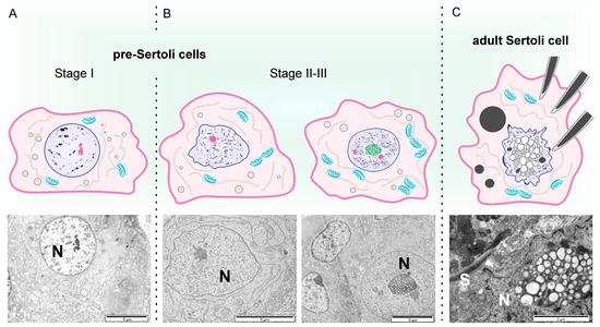 Ultrastructure of the Bovine Testis in Cattle (Bos taurus): New View