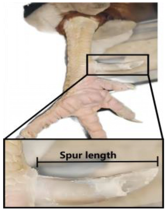 Genetic Foundation of Male Spur Length and Its Correlation with Female ...
