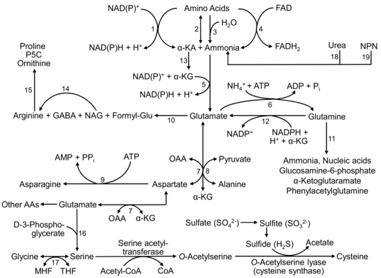 Animals | Free Full-Text | Metabolism and Nutrition of L-Glutamate and ...