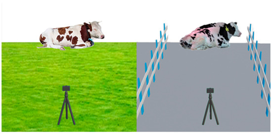 Monitoring Cattle Ruminating Behavior Based on an Improved Keypoint Detection Model