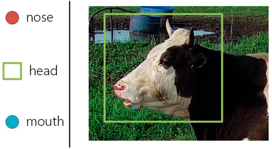 Monitoring Cattle Ruminating Behavior Based on an Improved Keypoint Detection Model