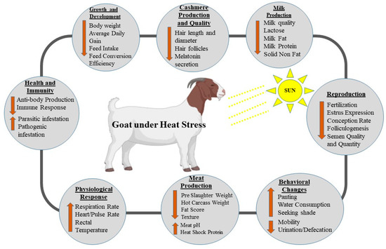 Effects of Heat Stress on Goat Production and Mitigating Strategies: A Review