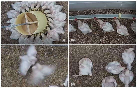 Effect of Lighting Methods on the Production, Behavior and Meat Quality ...