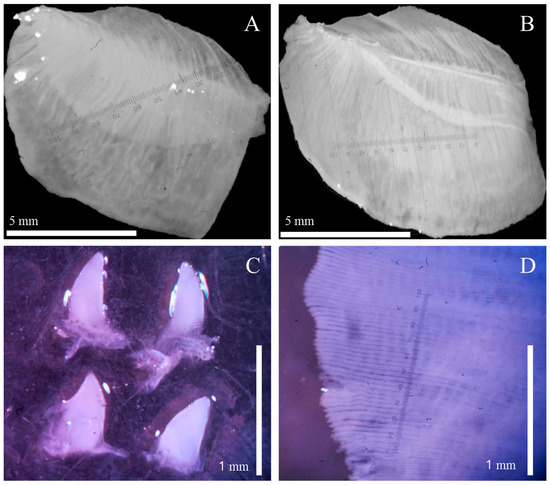 Morphological and Genetic Assessment of Invasive Corbicula Lineages in ...