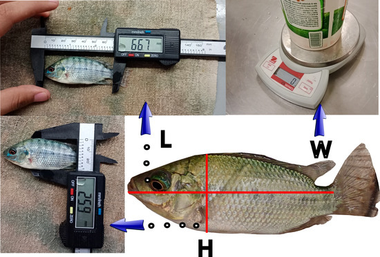 Non-Invasive Fish Biometrics for Enhancing Precision and Understanding ...