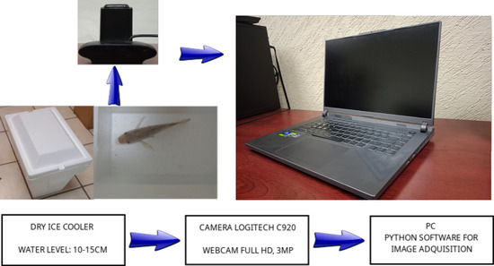Non-Invasive Fish Biometrics for Enhancing Precision and Understanding ...