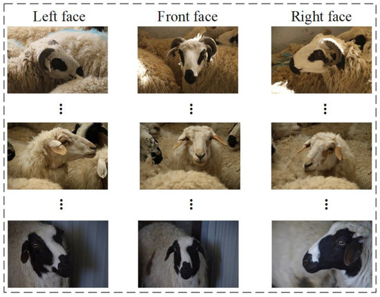 A Sheep Identification Method Based on Three-Dimensional Sheep Face ...