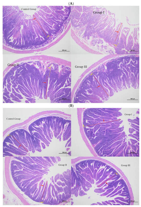 Organic Iodine Improves the Growth Performance and Gut Health of Fujian ...