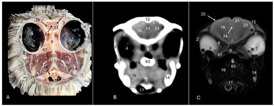Cory’s Shearwater (Calonectris borealis): Exploring Normal Head Anatomy ...