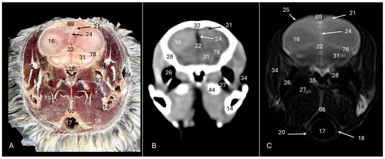 Cory’s Shearwater (Calonectris borealis): Exploring Normal Head Anatomy ...
