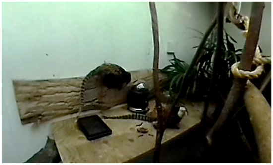 Investigation through Animal–Computer Interaction: A Proof-of-Concept ...