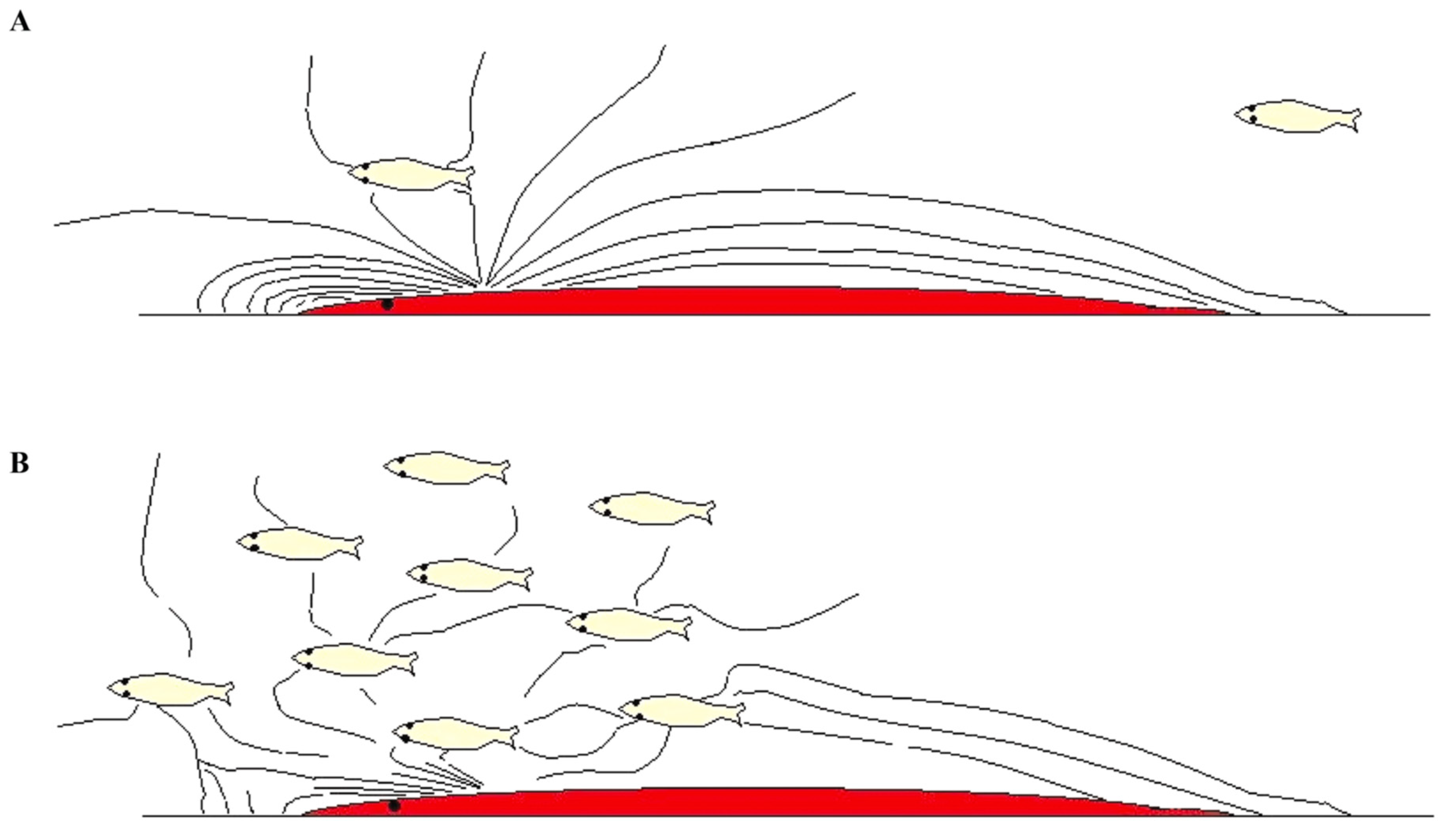 Schooling Fish from a New, Multimodal Sensory Perspective