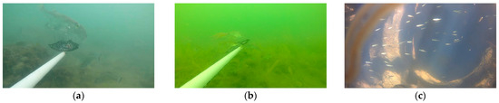 An Improved YOLOv8n Used for Fish Detection in Natural Water Environments
