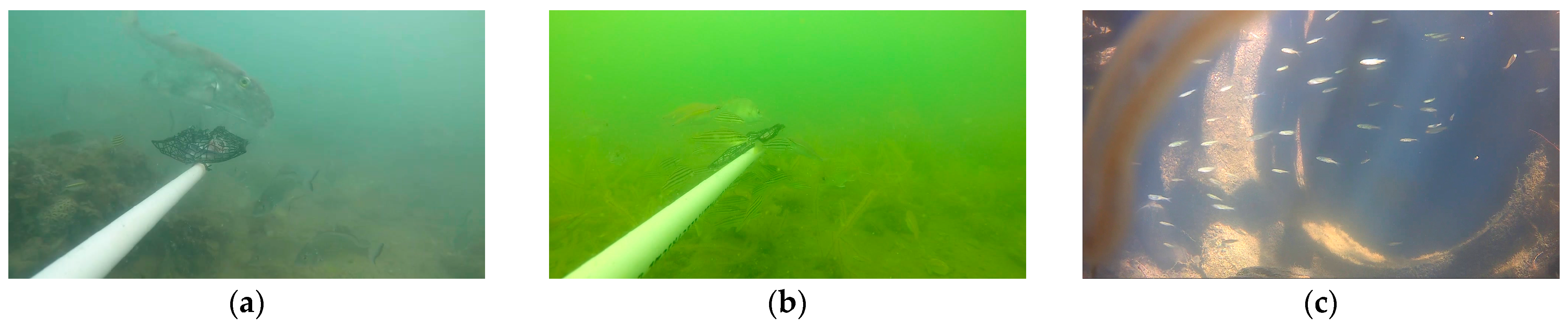 An Improved YOLOv8n Used for Fish Detection in Natural Water Environments
