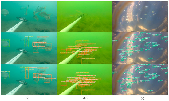 An Improved YOLOv8n Used for Fish Detection in Natural Water Environments