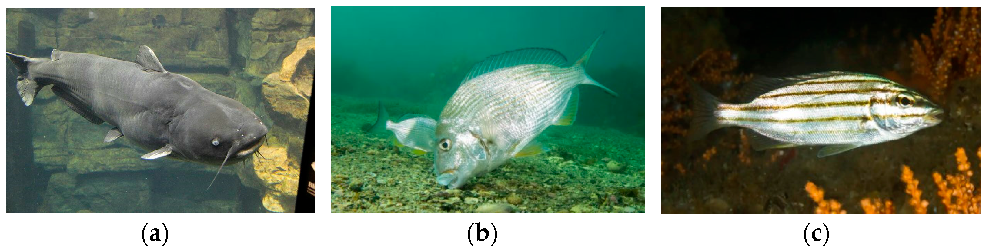 An Improved YOLOv8n Used for Fish Detection in Natural Water Environments