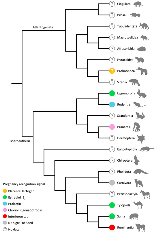 Animals | Free Full-Text | Evolutionary Patterns of Maternal ...