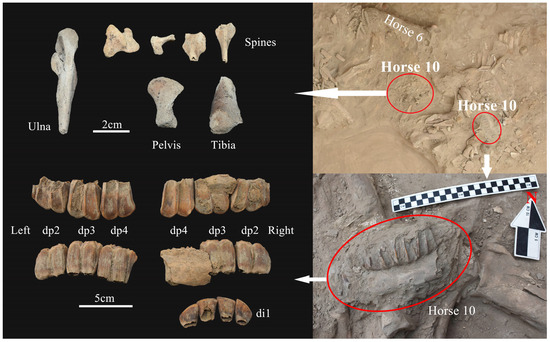 Early Evidence of Post-Mortem Fetal Extrusion in Equids: A Case from ...