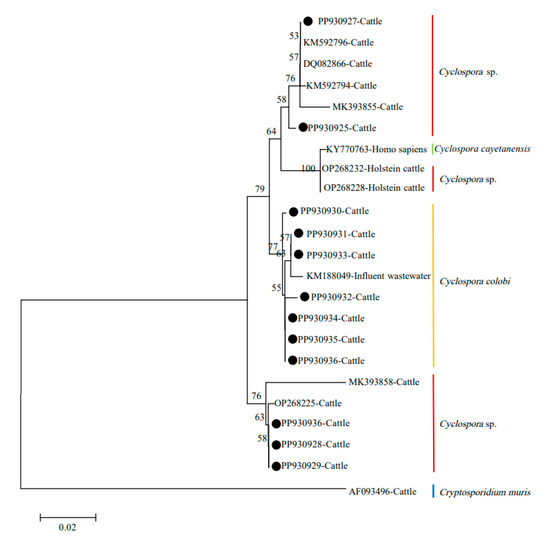 Molecular Identification and Survey of Cyclospora spp. in Cattle in ...