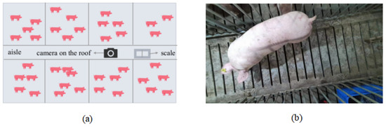 Pig Weight Estimation Method Based on a Framework Combining Mask R-CNN ...
