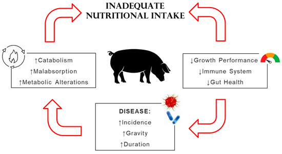 The Effect of Vitamins on the Immune Systems of Pigs