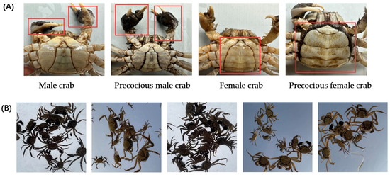 One-Year-Old Precocious Chinese Mitten Crab Identification Algorithm ...