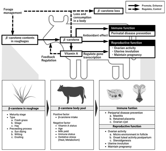 The Efficacy of β-Carotene in Cow Reproduction: A Review