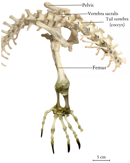 Biological Significance of the Komodo Dragon’s Tail (Varanus ...