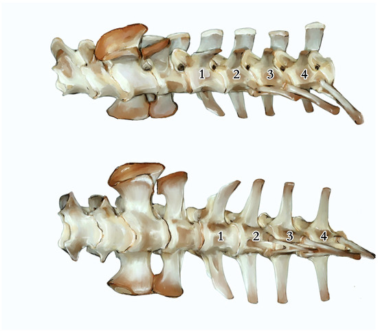 Biological Significance of the Komodo Dragon’s Tail (Varanus ...