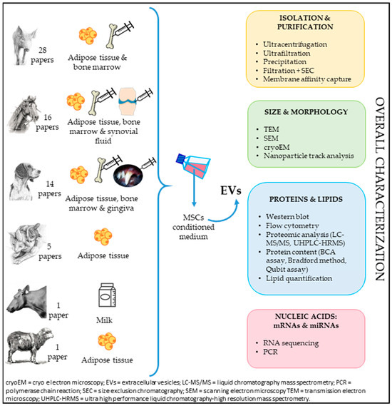 Therapeutic Application of Extracellular Vesicles Derived from ...