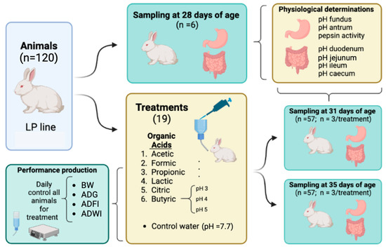 Screening of Organic Acid Type and Dosage in Drinking Water for Young ...