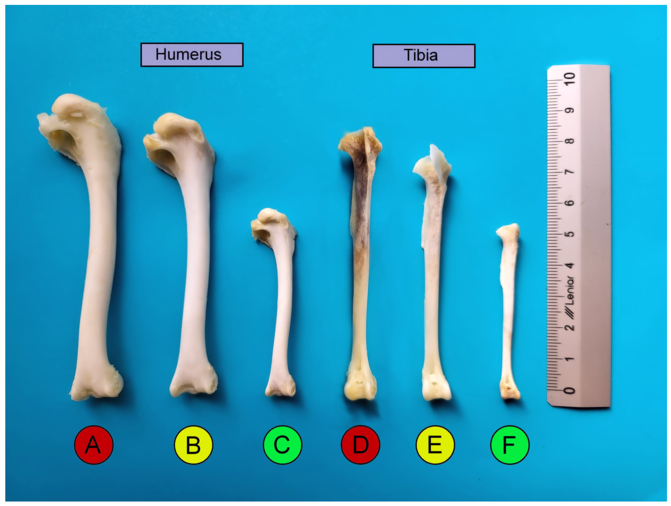 Animals | Free Full-Text | Comparative Analysis of Morphometric ...